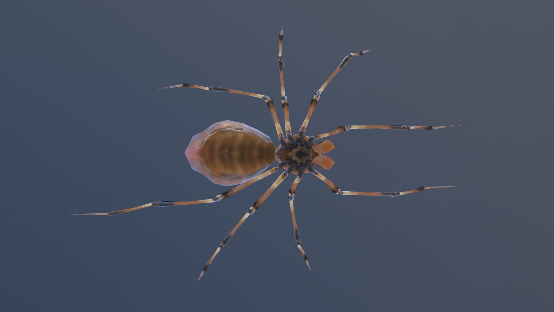 3D Spider Animation Walk Model - TurboSquid 1483462