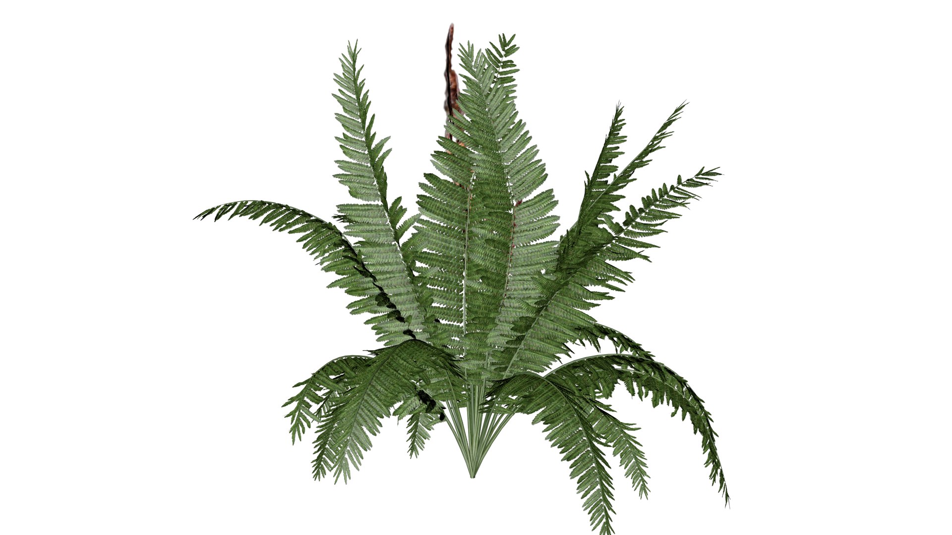 3D Cinnamon Fern Plant - 02 - Model - TurboSquid 2372657