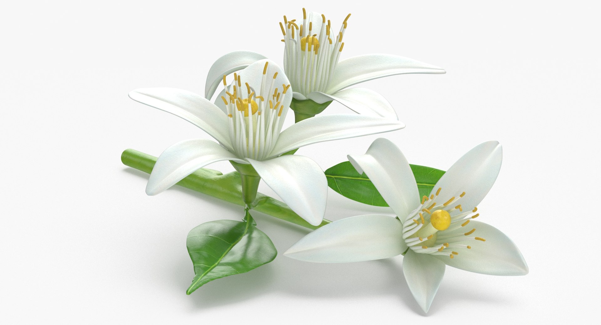 3D Prop 24 Citrus Blossoms Sprig Model - TurboSquid 2146901