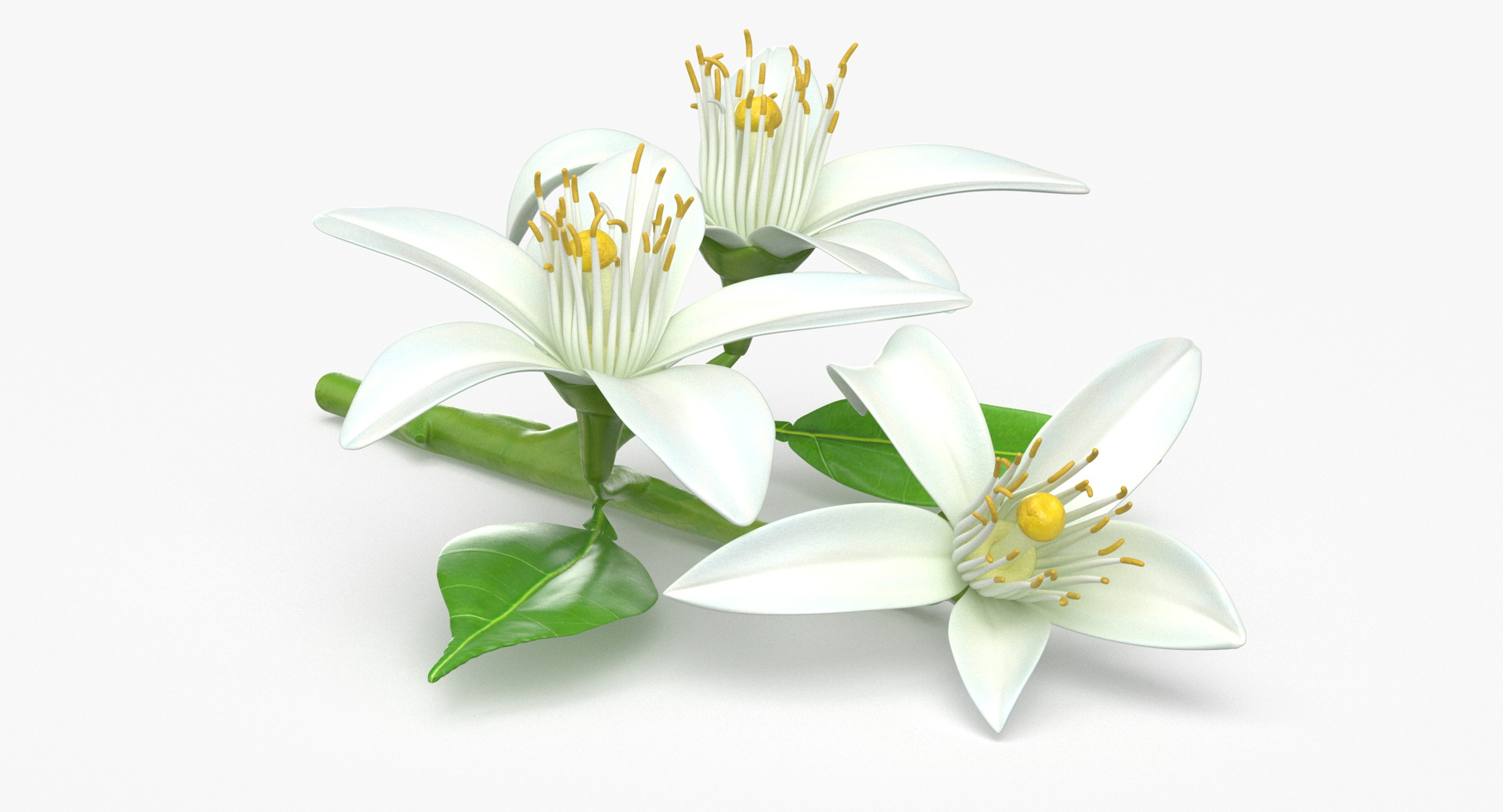 3D Prop 24 Citrus Blossoms Sprig Model - TurboSquid 2146901