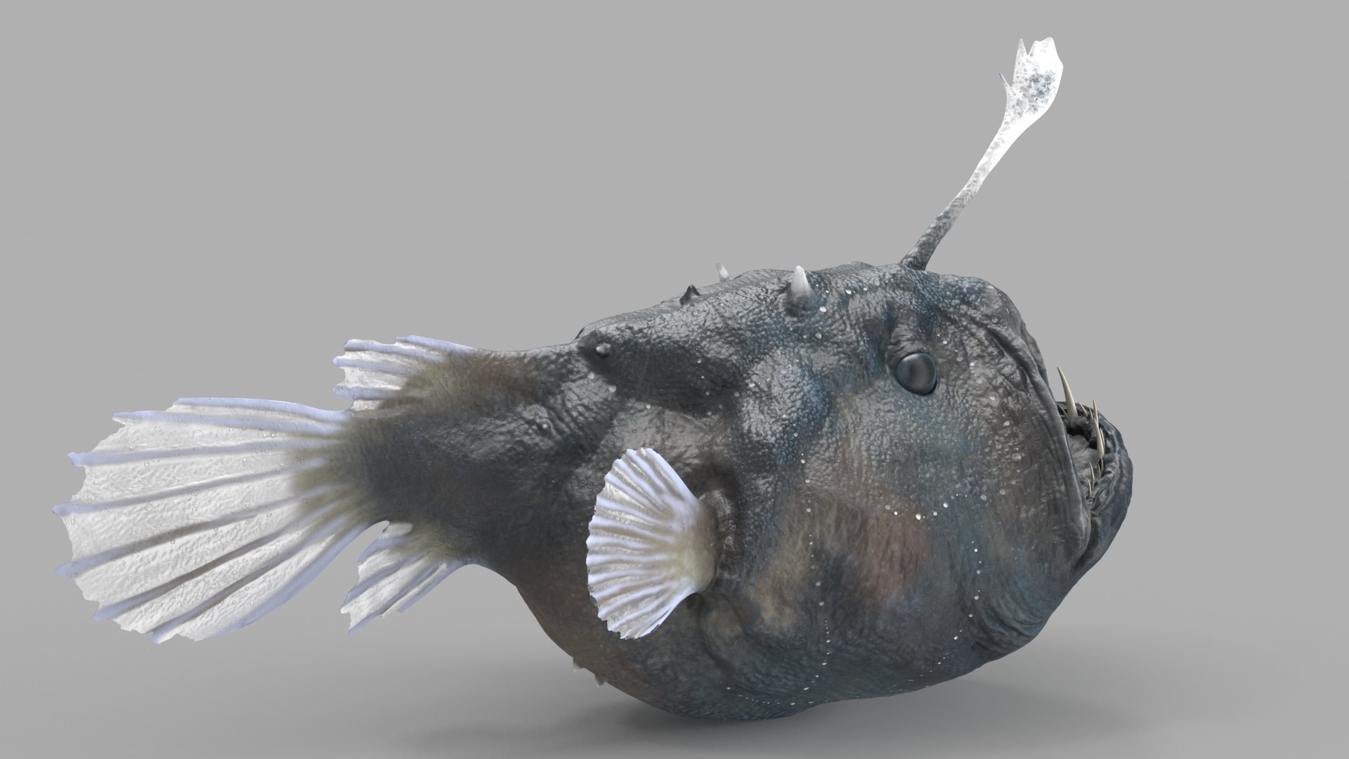 3D Anglerfish Model - TurboSquid 2241835