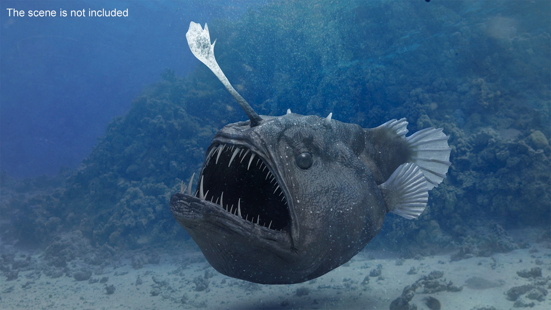 3D Anglerfish Model - TurboSquid 2241835