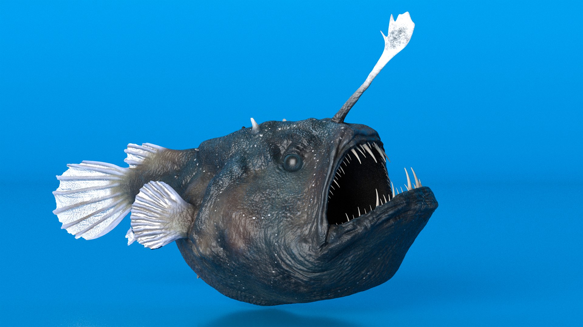 3D Anglerfish Model - TurboSquid 2241835