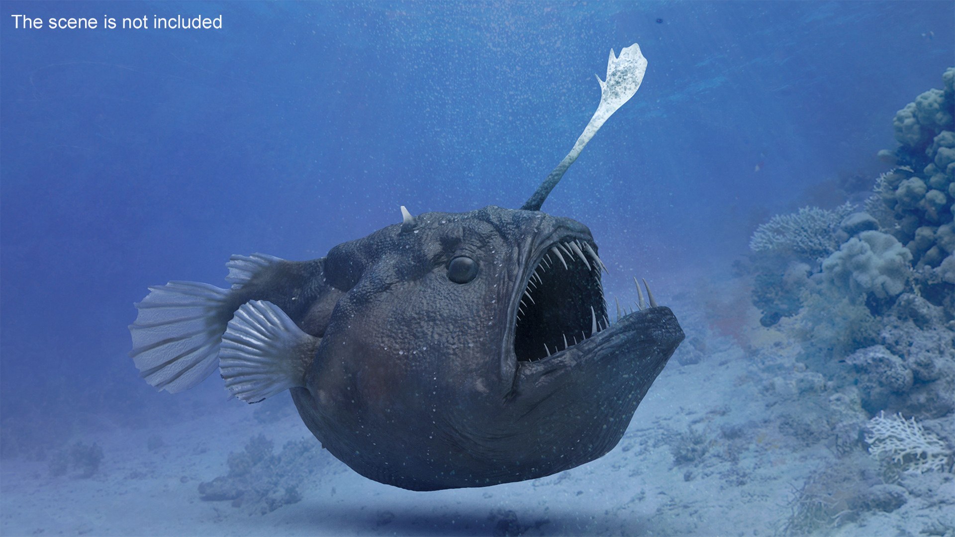 3D Anglerfish Model - TurboSquid 2241835