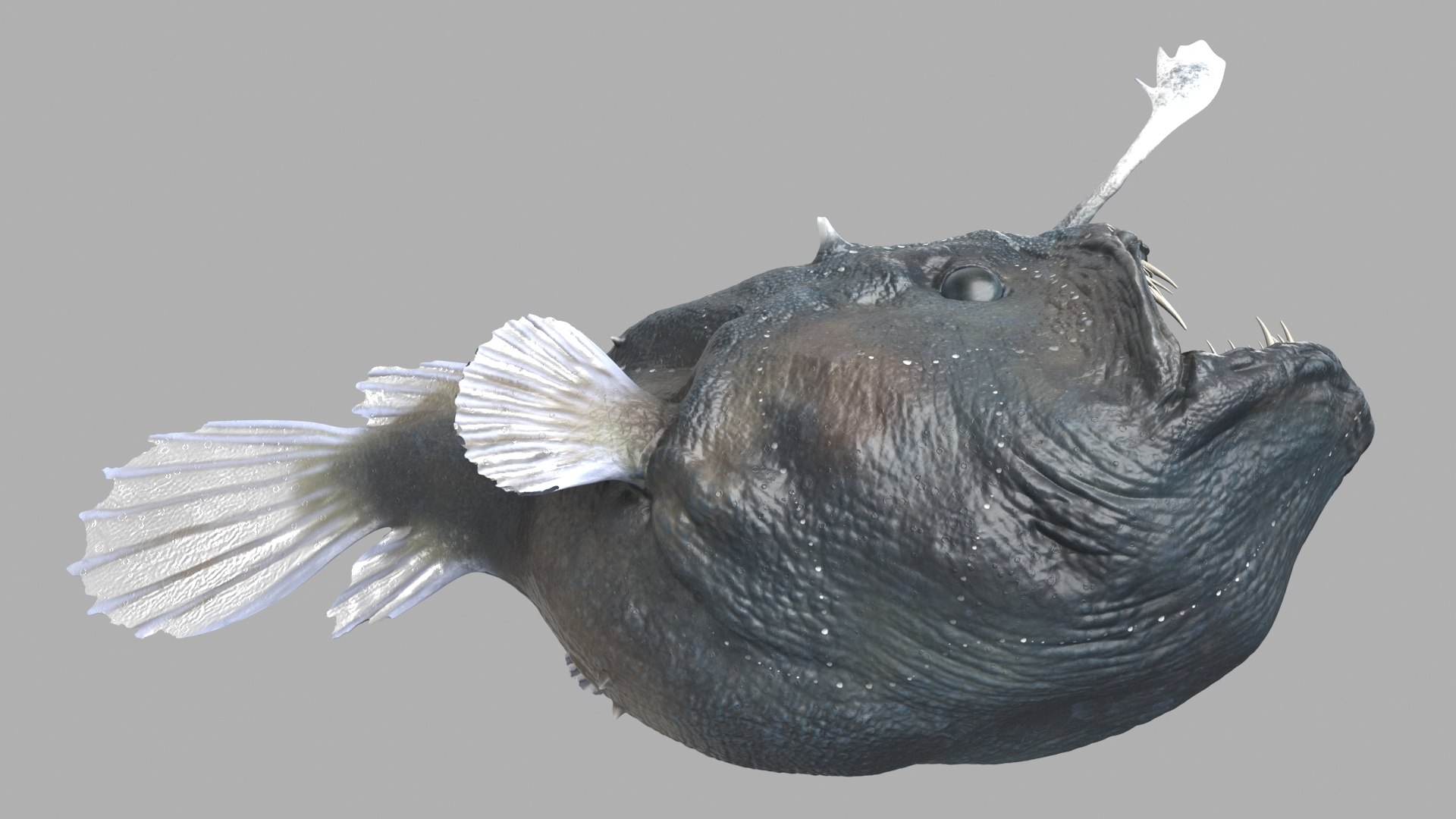 3D Anglerfish Model - TurboSquid 2241835