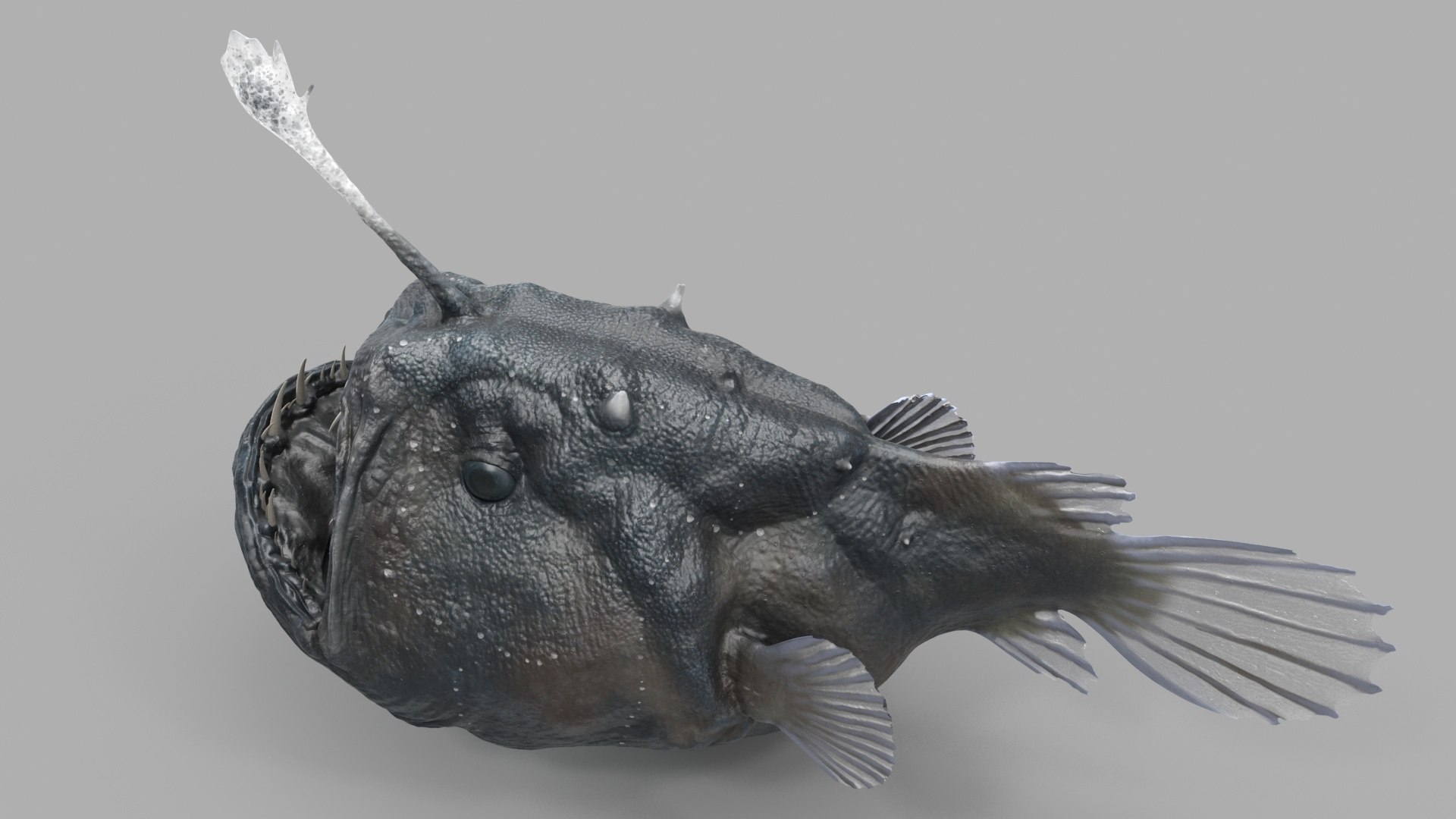 3D Anglerfish Model - TurboSquid 2241835