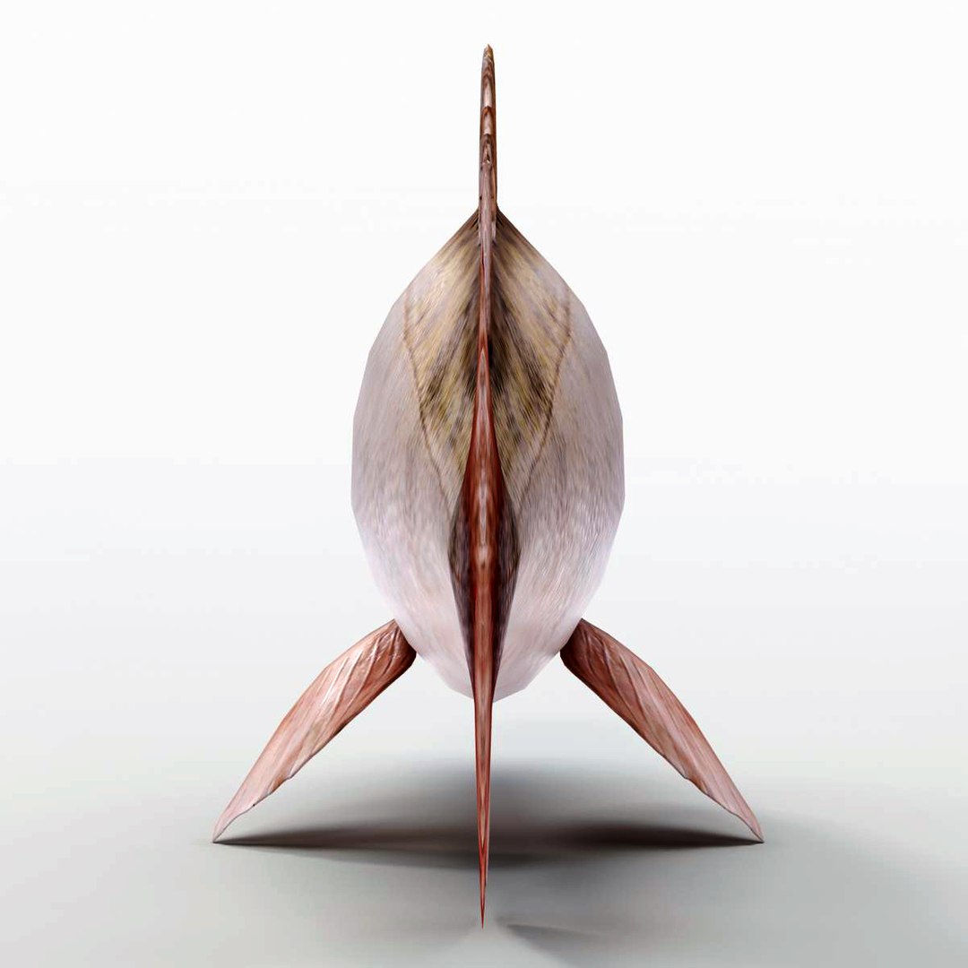 3d Model Ruff Fish