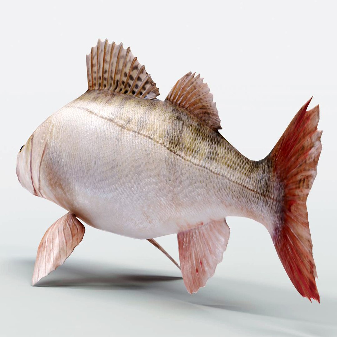 3d Model Ruff Fish