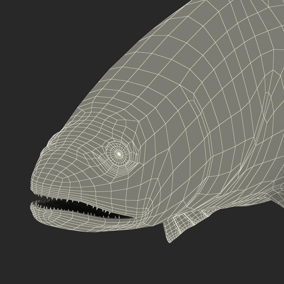 3d model ruff fish