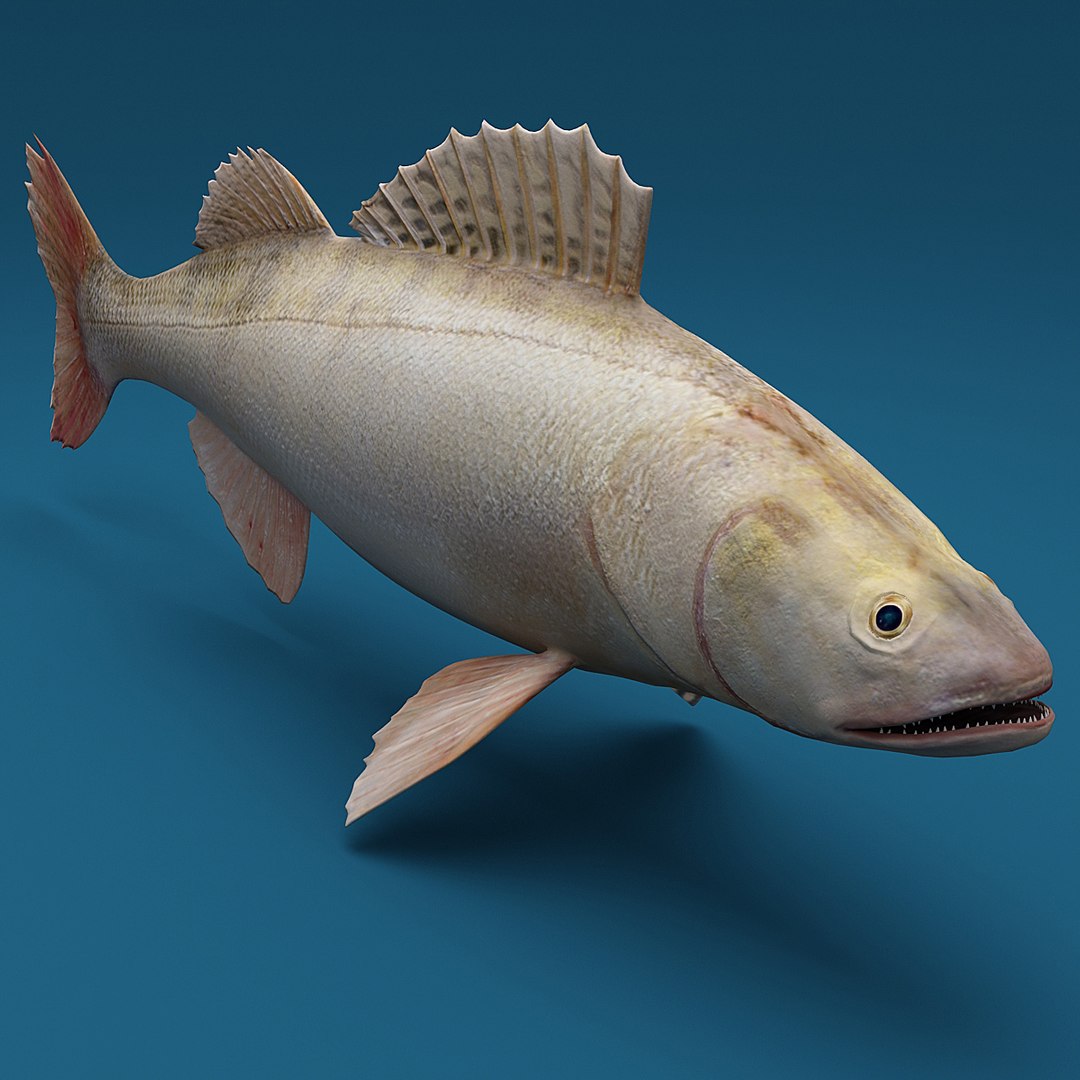 3d model ruff fish