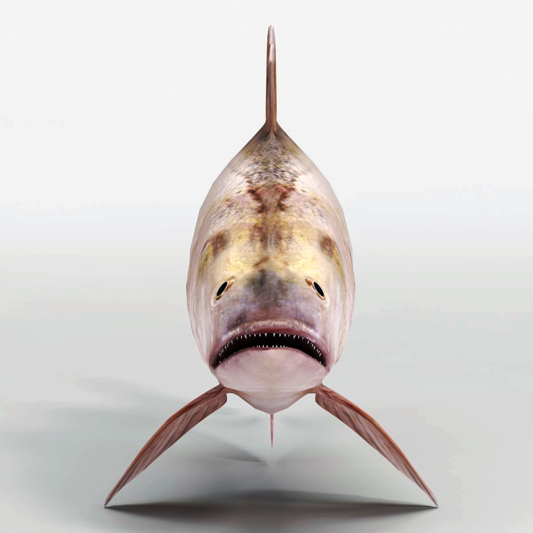 3d Model Ruff Fish