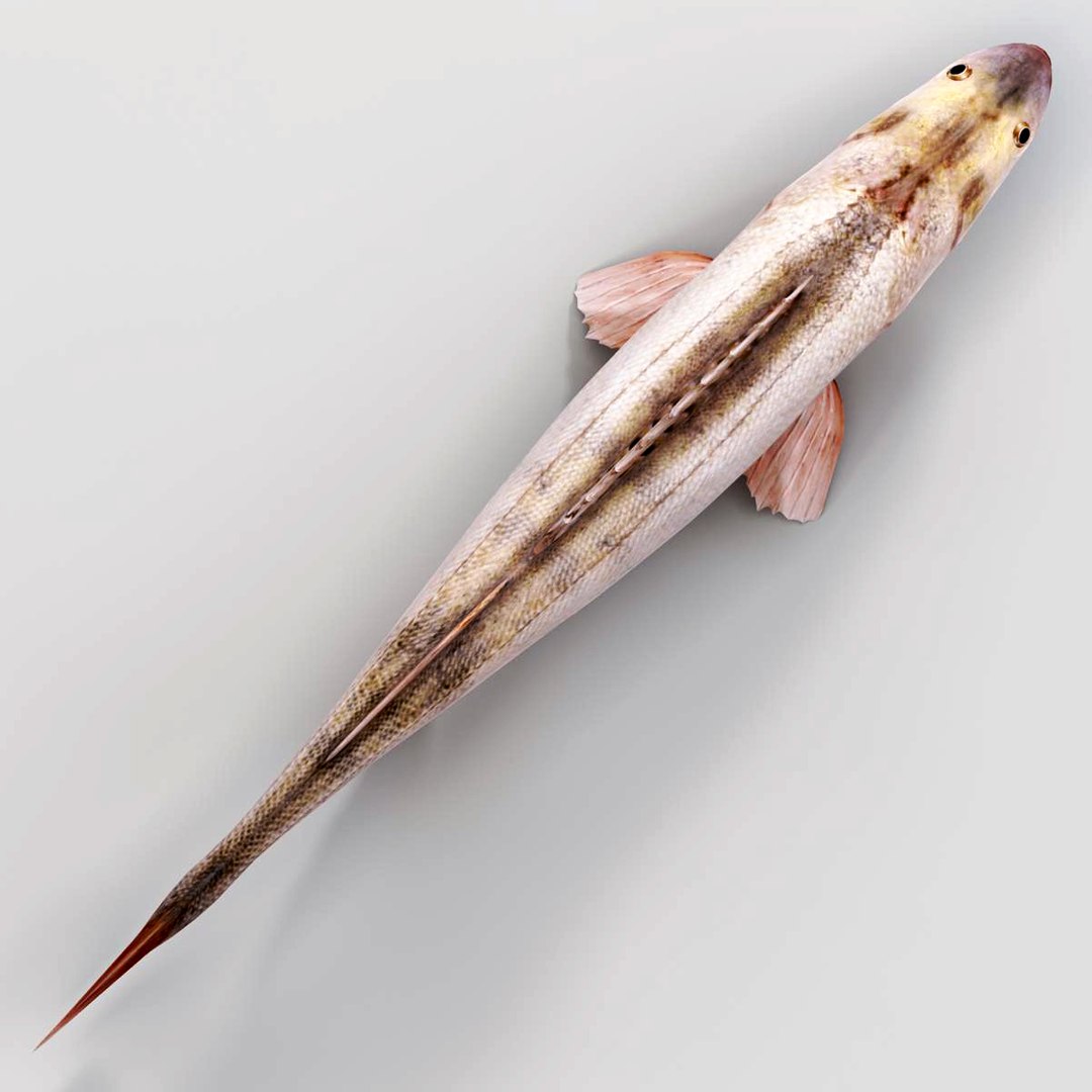 3d Model Ruff Fish