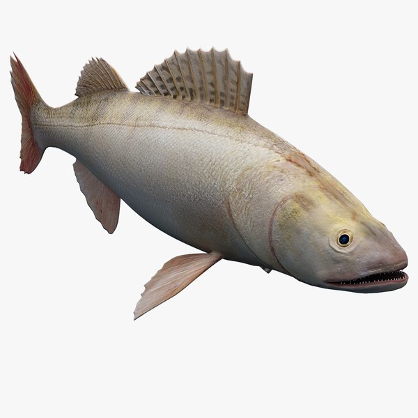 modelo 3d Ruff Fish - TurboSquid 643264