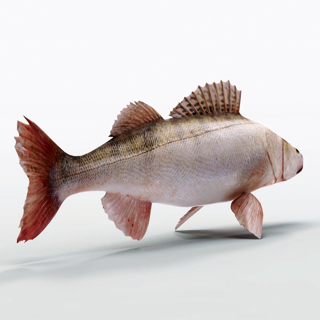 3d Model Ruff Fish