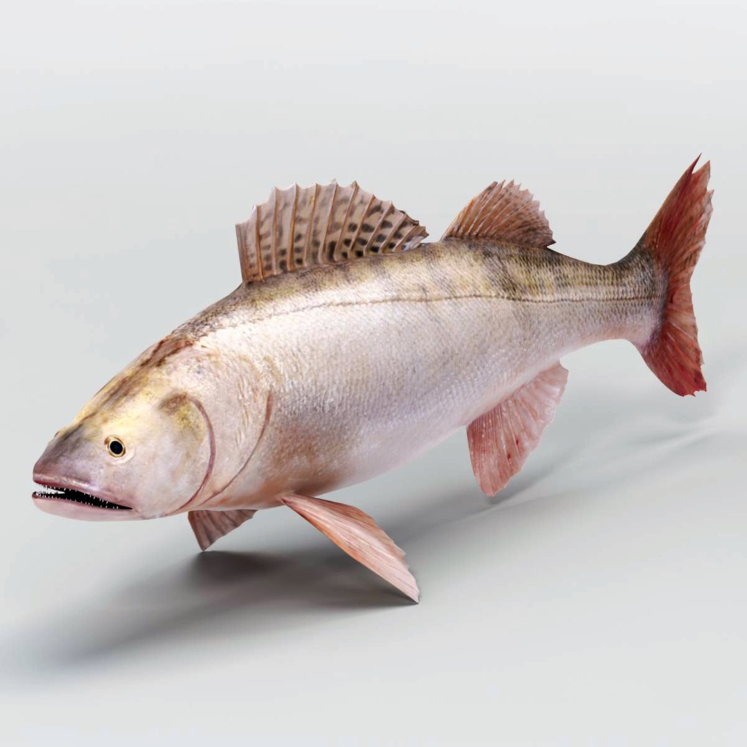 3d Model Ruff Fish