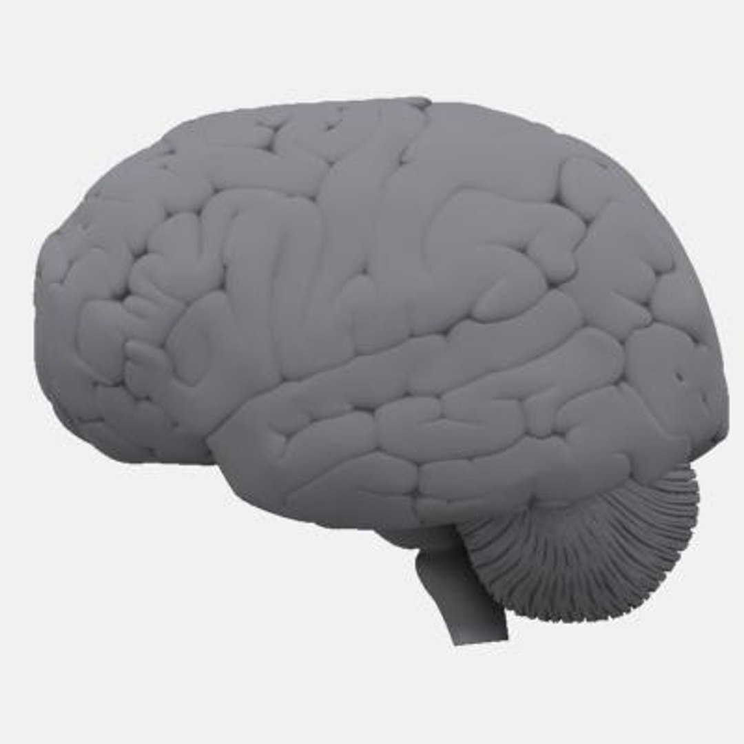 3d Human Brain Model