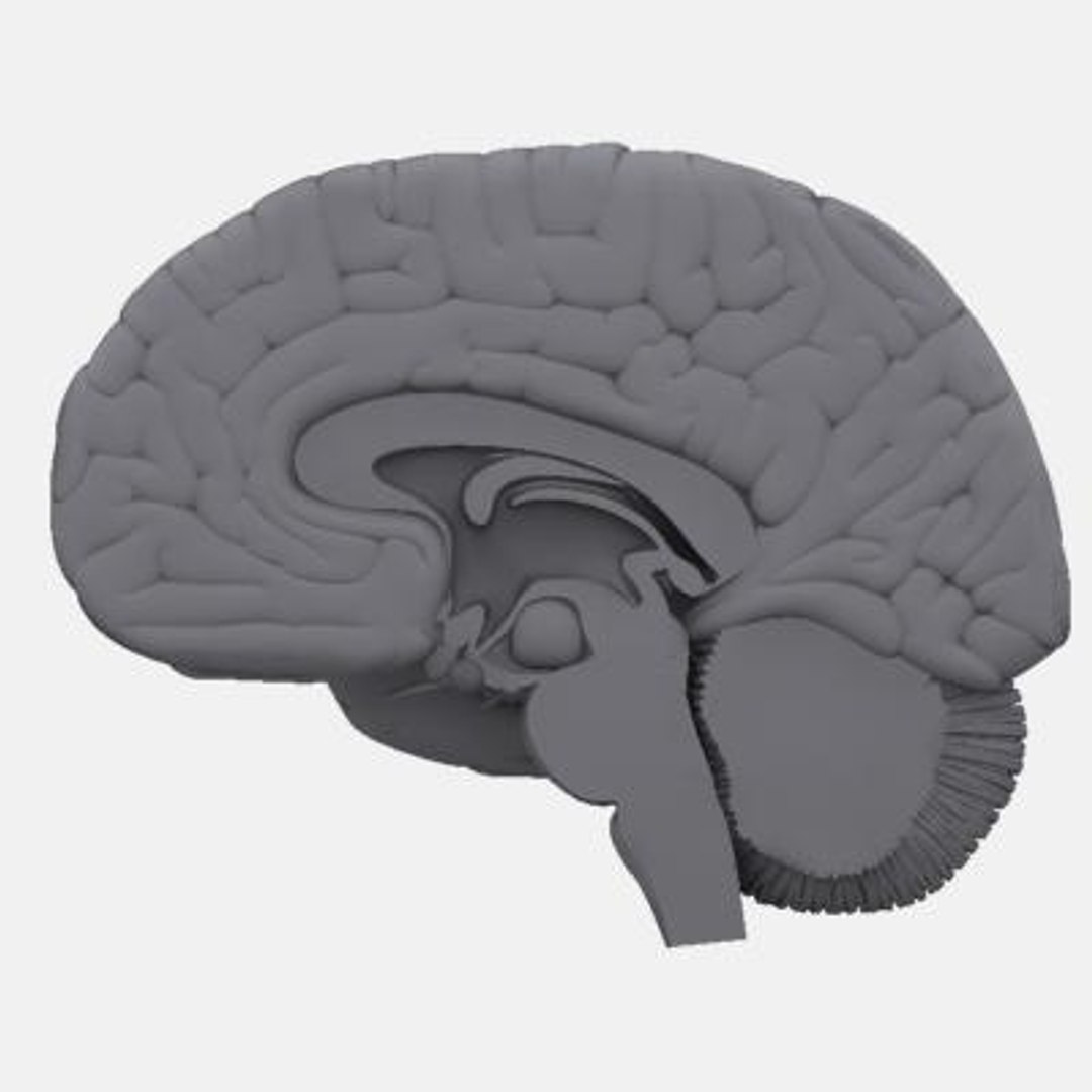 3d Human Brain Model