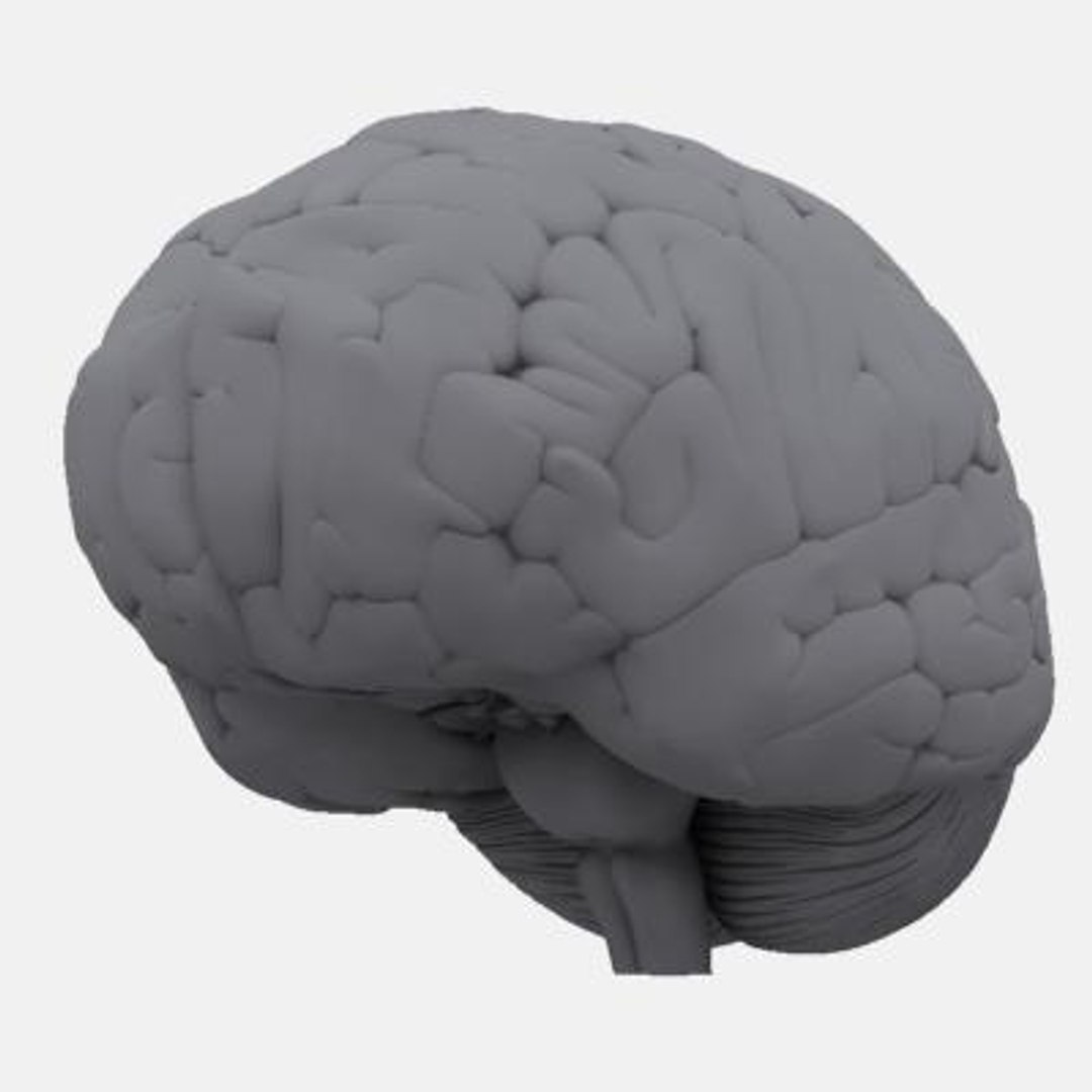 3d Human Brain Model