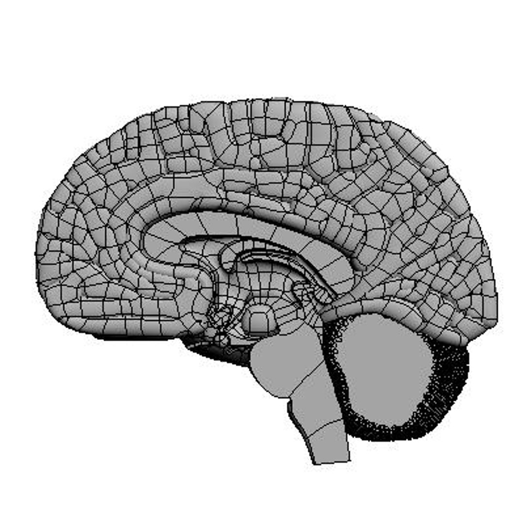3d Human Brain Model