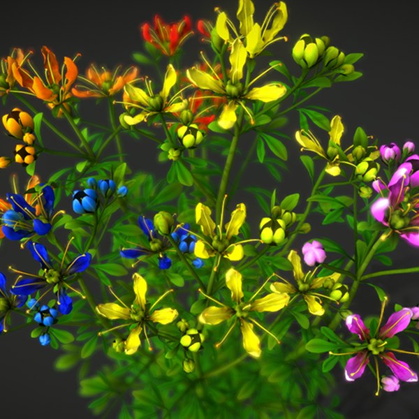 modelo 3d Flor Ruta Graveolens - TurboSquid 2132274