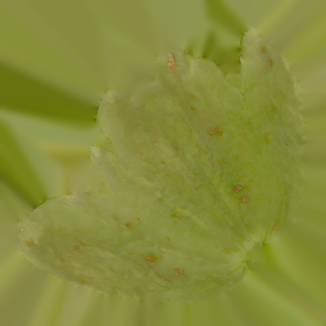 Anydrafts Sechium Edule 03 3D Model - TurboSquid 2322984