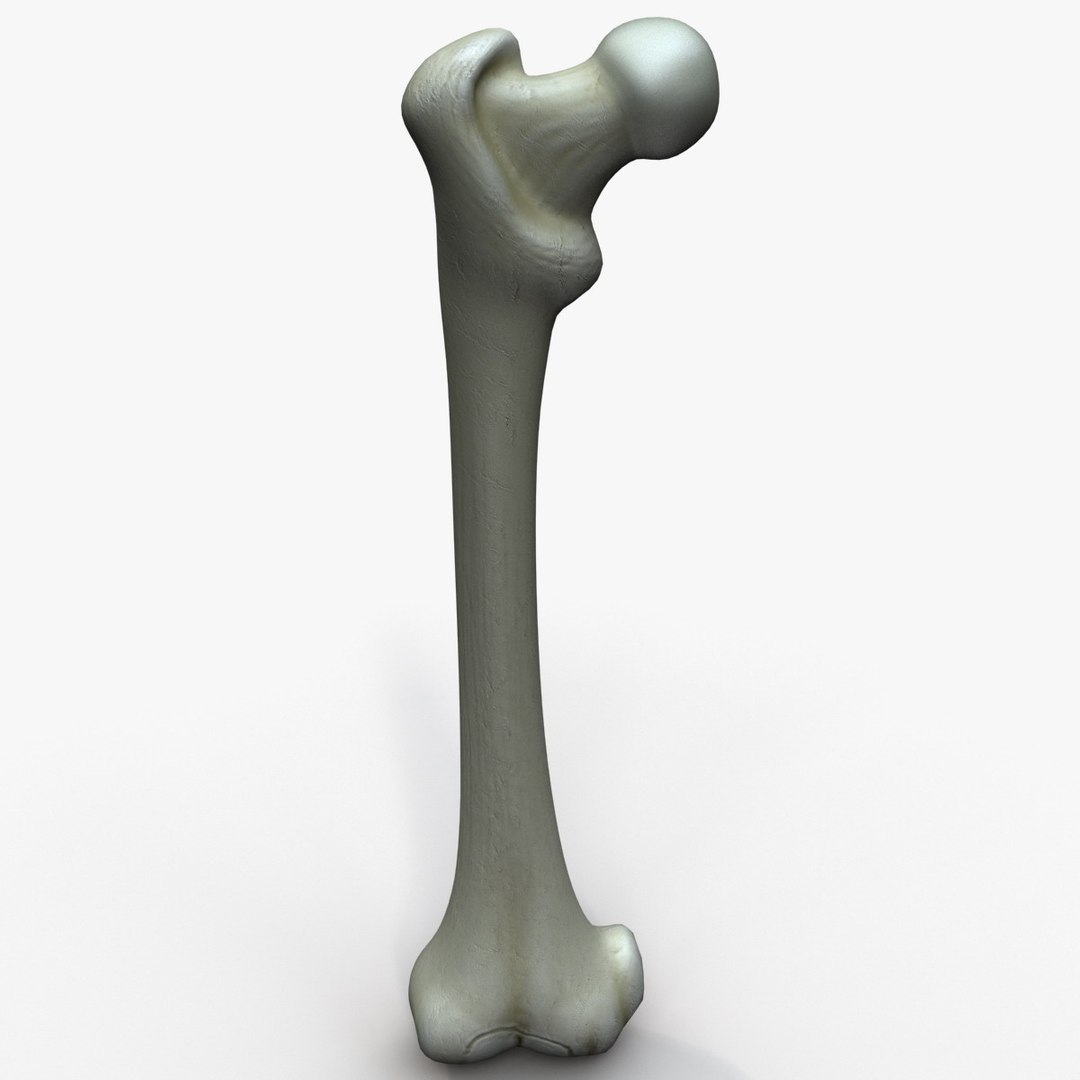 Femur Bone 3d 3ds