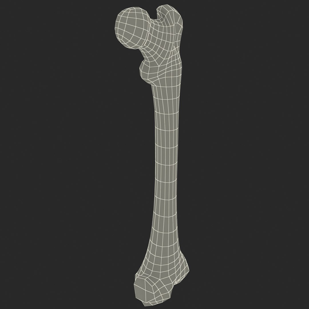 Femur Bone 3d 3ds