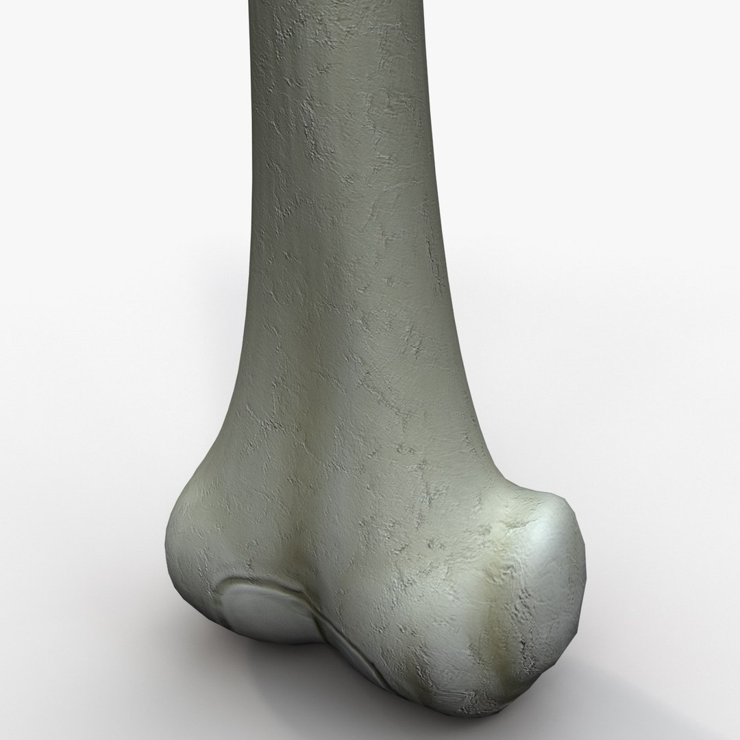 Femur Bone 3d 3ds