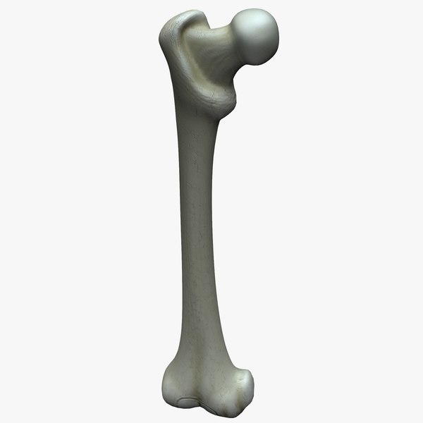 Anatomy Femur 3D Models for Download | TurboSquid