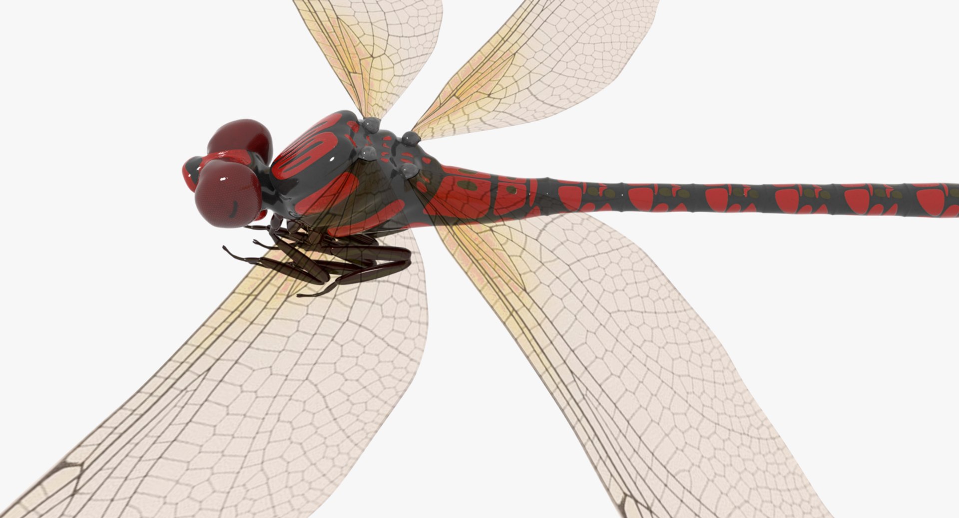 Dragonfly 3D - TurboSquid 1410189