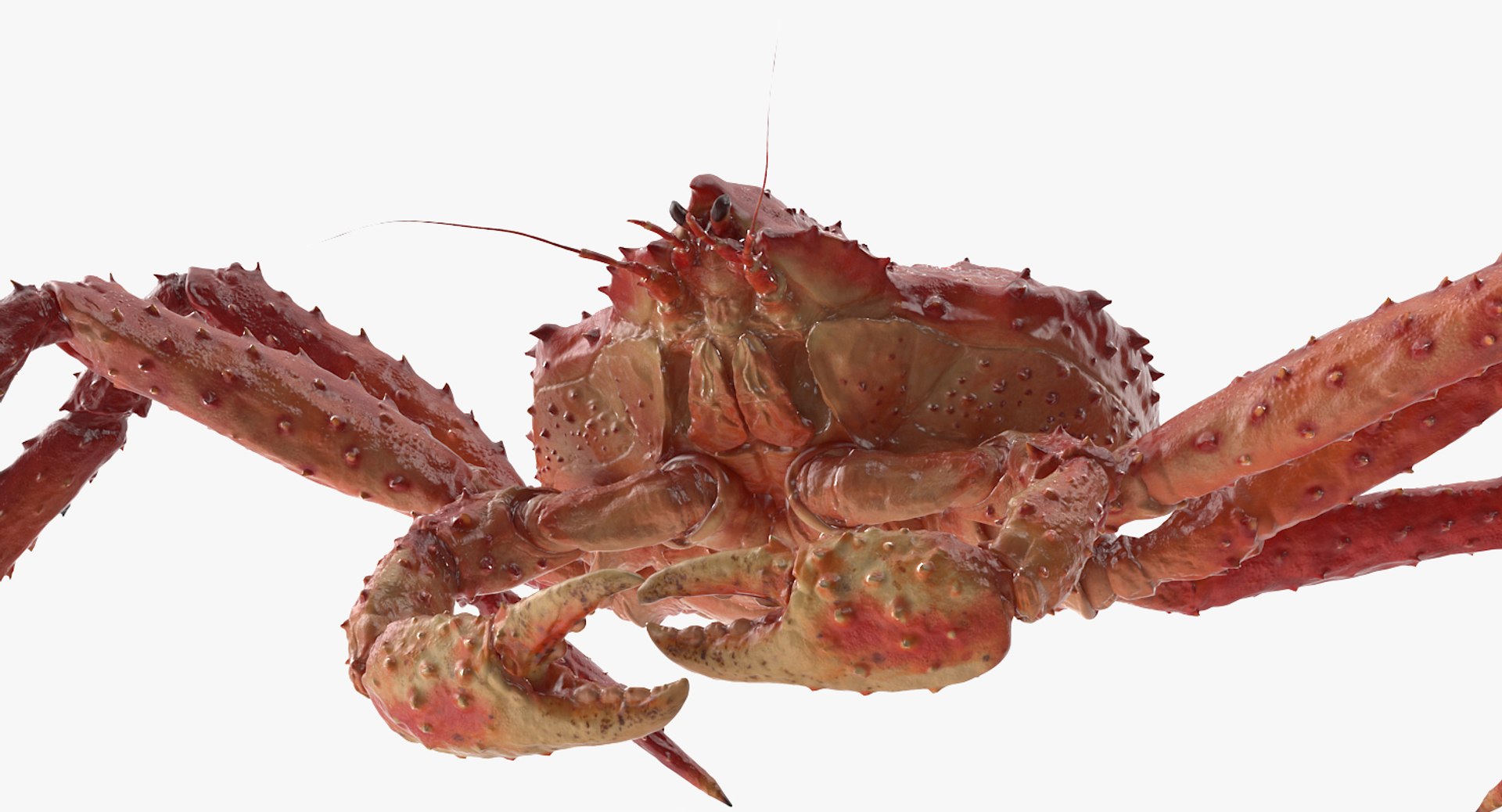 Alaskan King Crab Walking 3D - TurboSquid 1177423