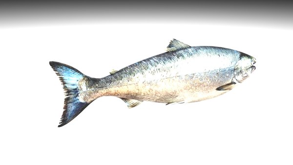 3D Sea Creatures Collection - TurboSquid 1933180