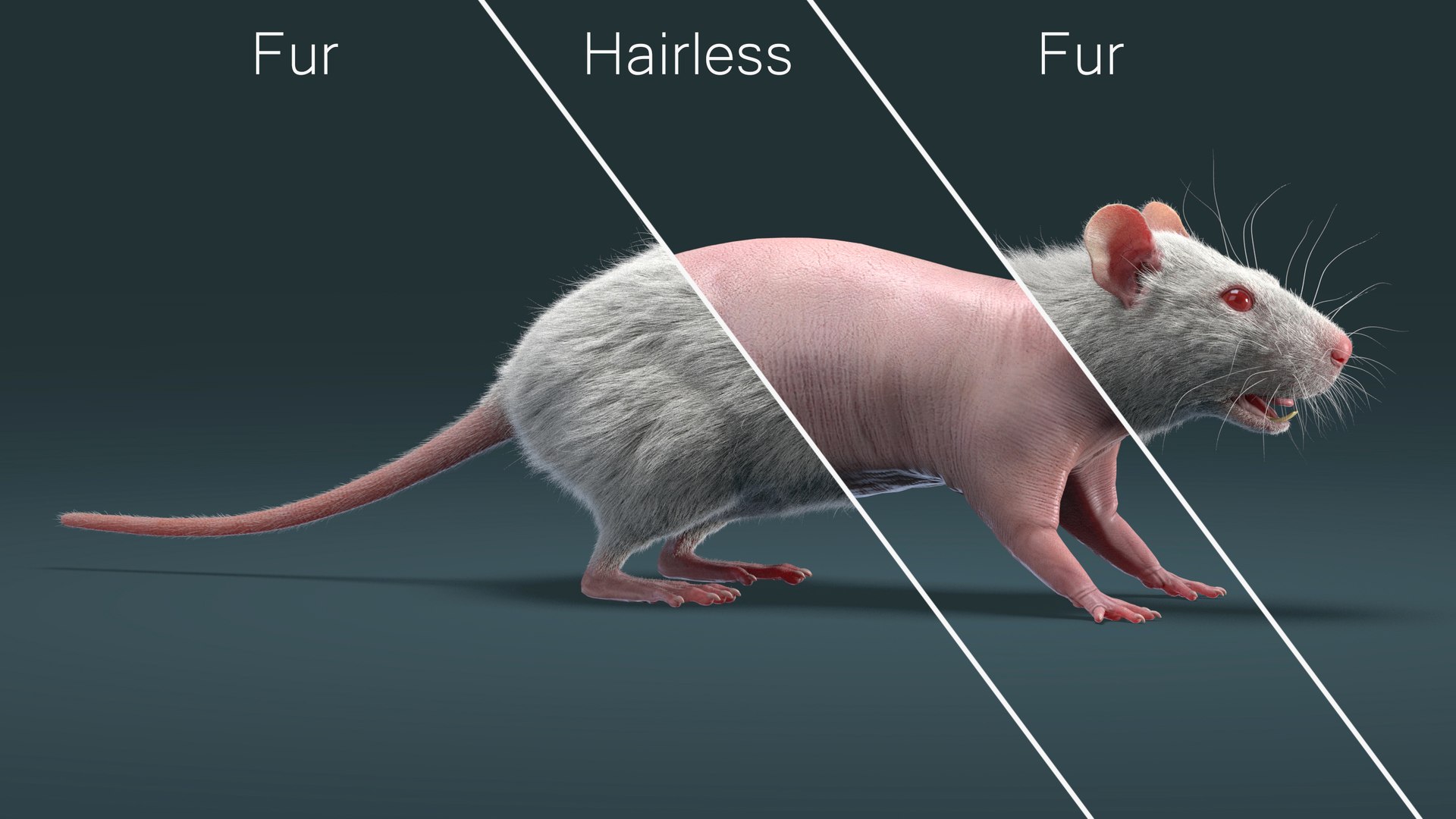 Rat fur 3D model - TurboSquid 1484489