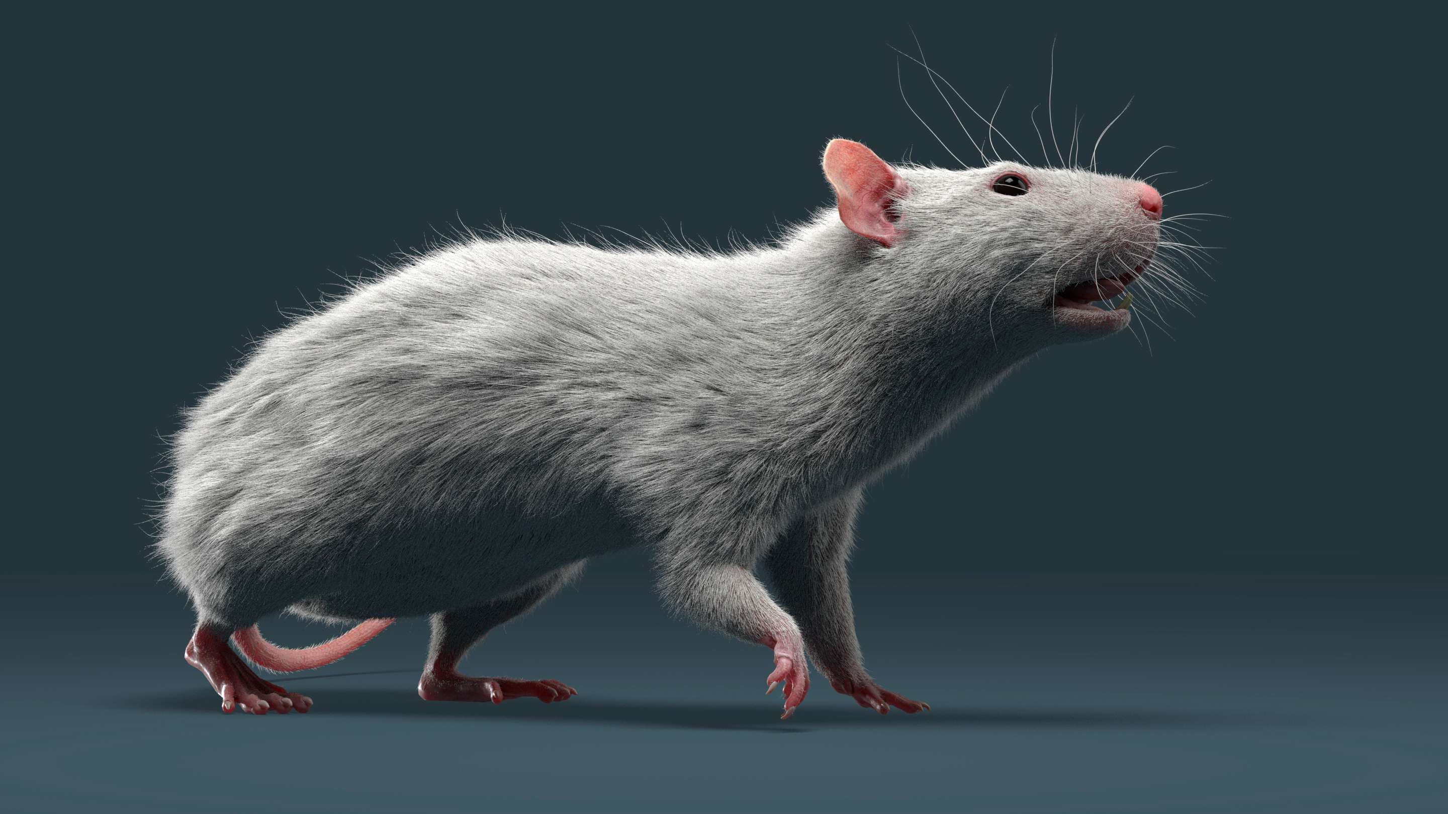 Rat fur 3D model - TurboSquid 1484489