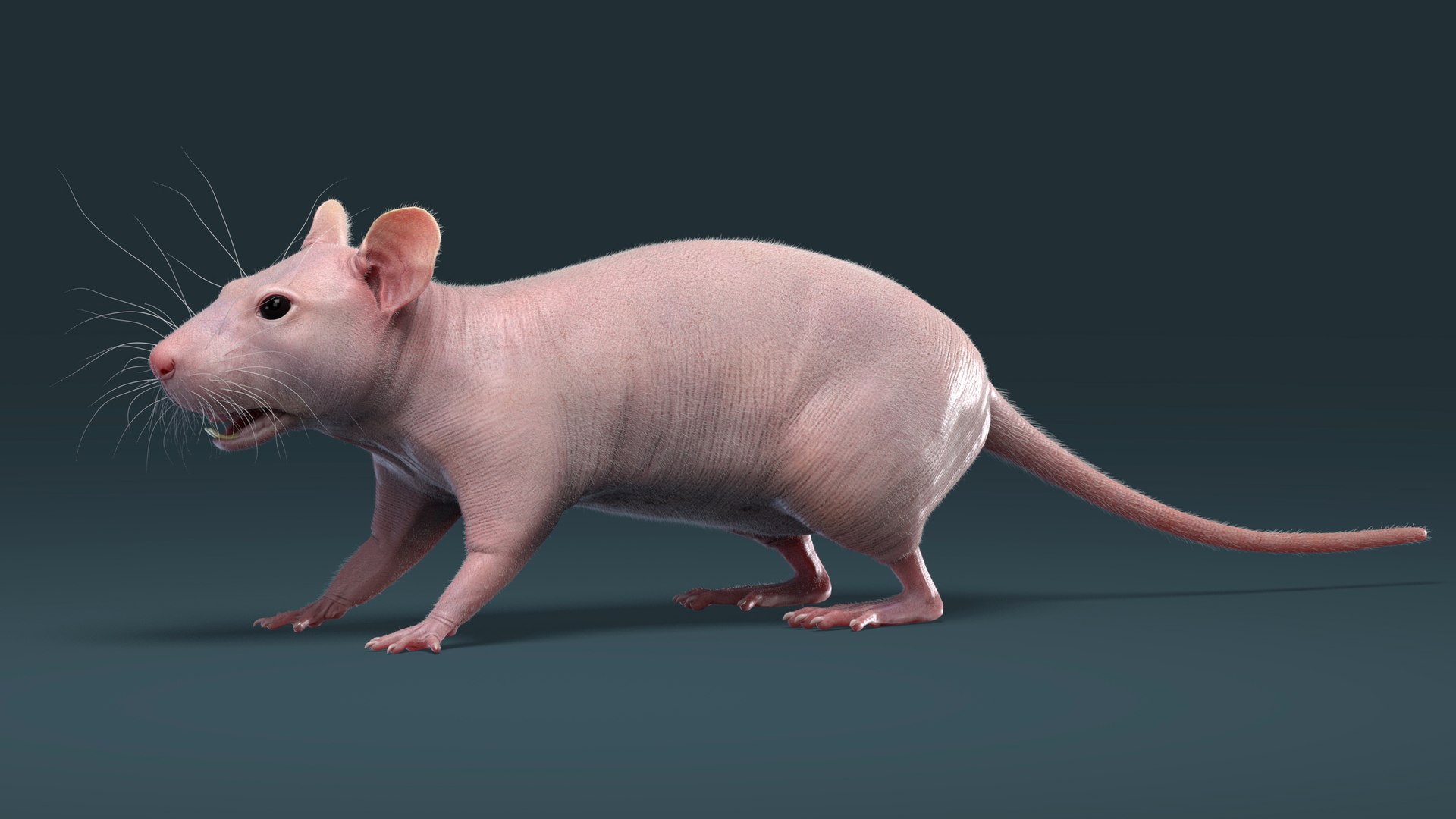 Rat fur 3D model - TurboSquid 1484489