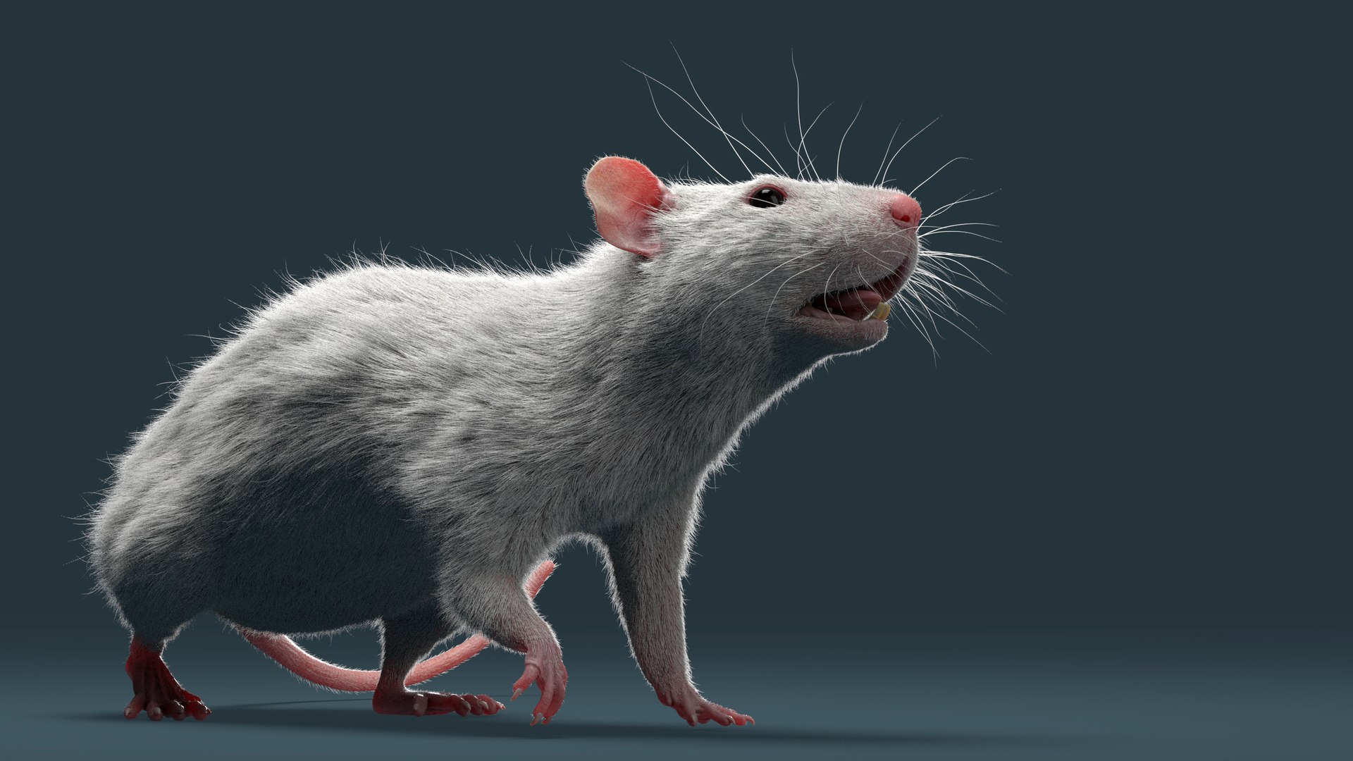 Rat fur 3D model - TurboSquid 1484489