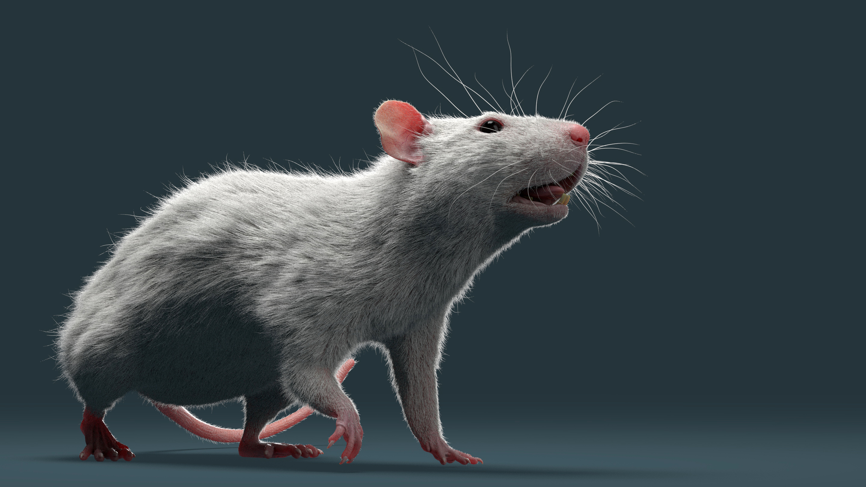 Rat fur 3D model - TurboSquid 1484489