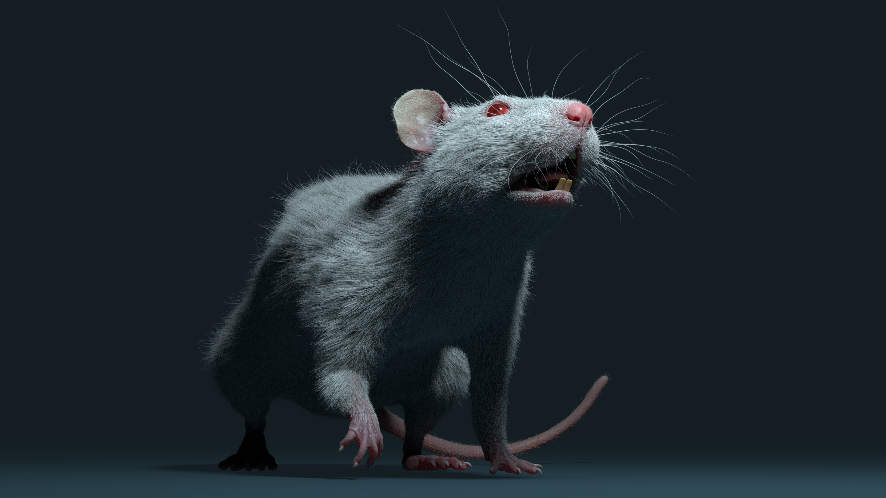 Rat fur 3D model - TurboSquid 1484489