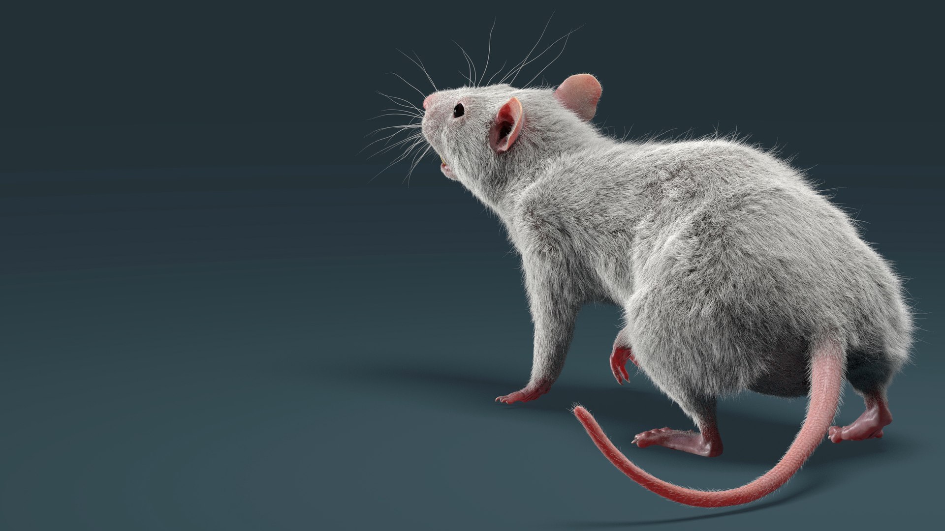 Rat fur 3D model - TurboSquid 1484489
