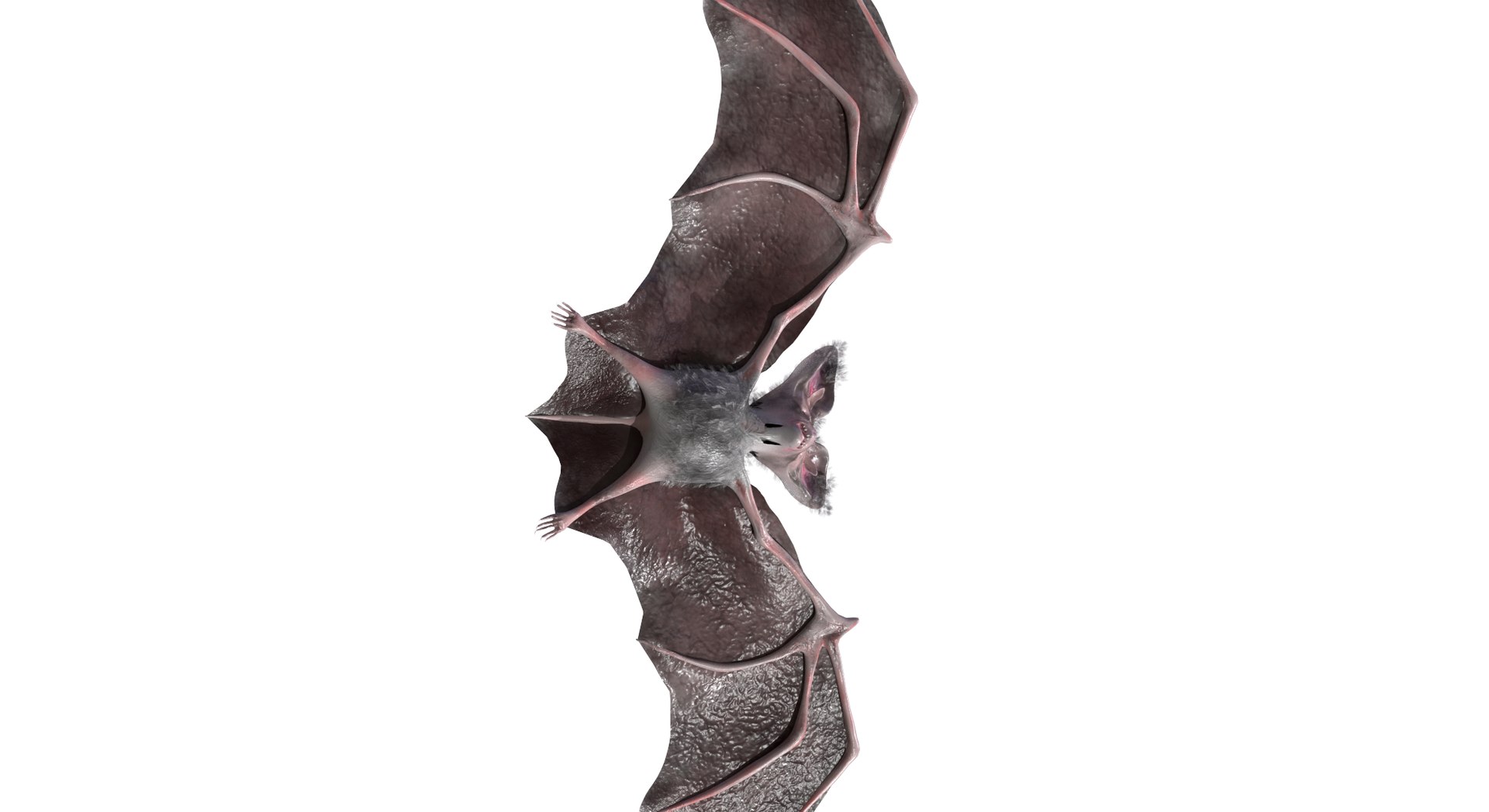 Bat Animated 3D Model - TurboSquid 2135558