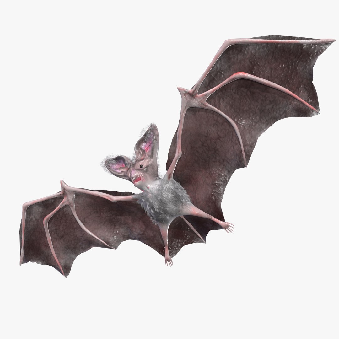 Bat Animated 3D Model - TurboSquid 2135558