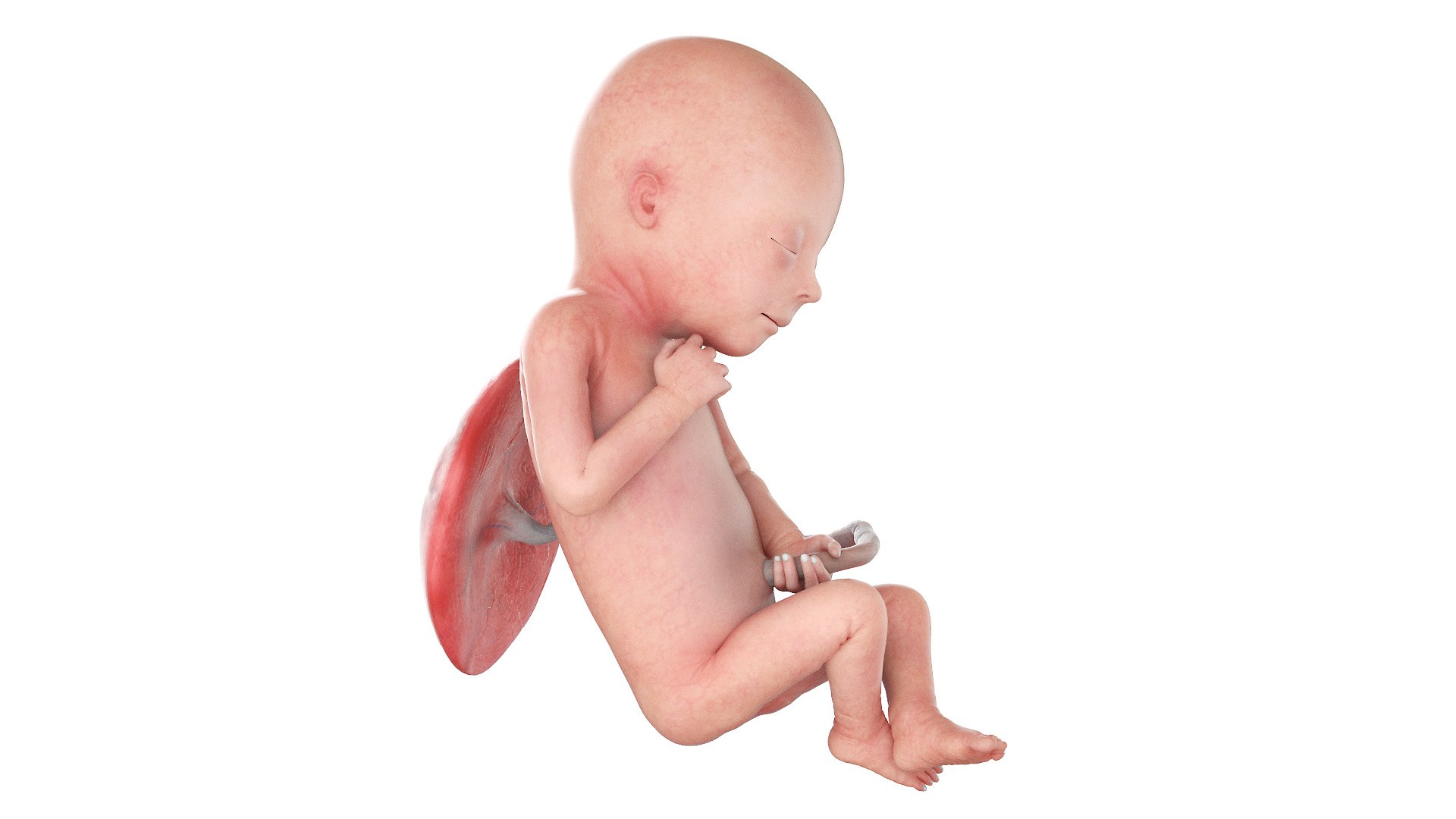 Fetus Anatomy Week 19 Static 3D Model - TurboSquid 1843033