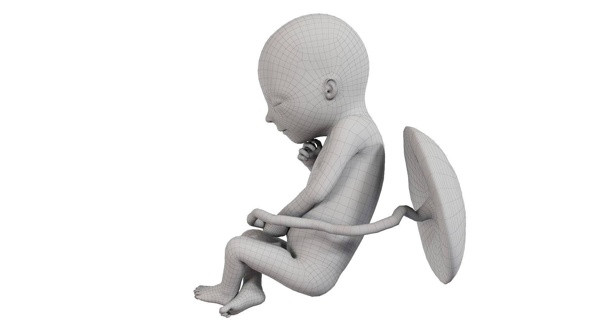 Fetus Anatomy Week 19 Static 3D Model - TurboSquid 1843033