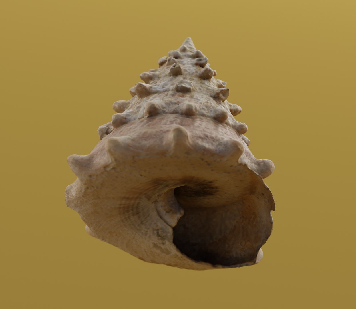 Seashell 3D Model - TurboSquid 2063505
