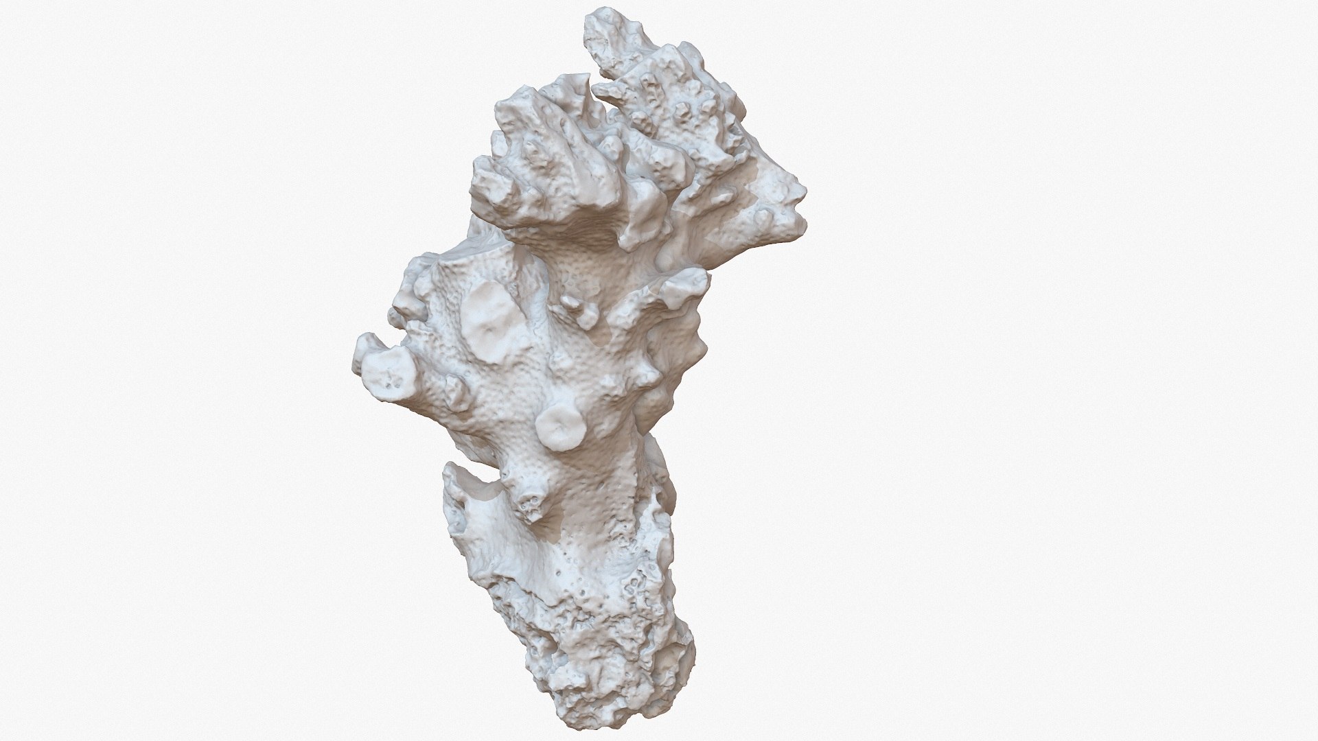 3D Coral 14 Raw Scan Model - TurboSquid 1196404