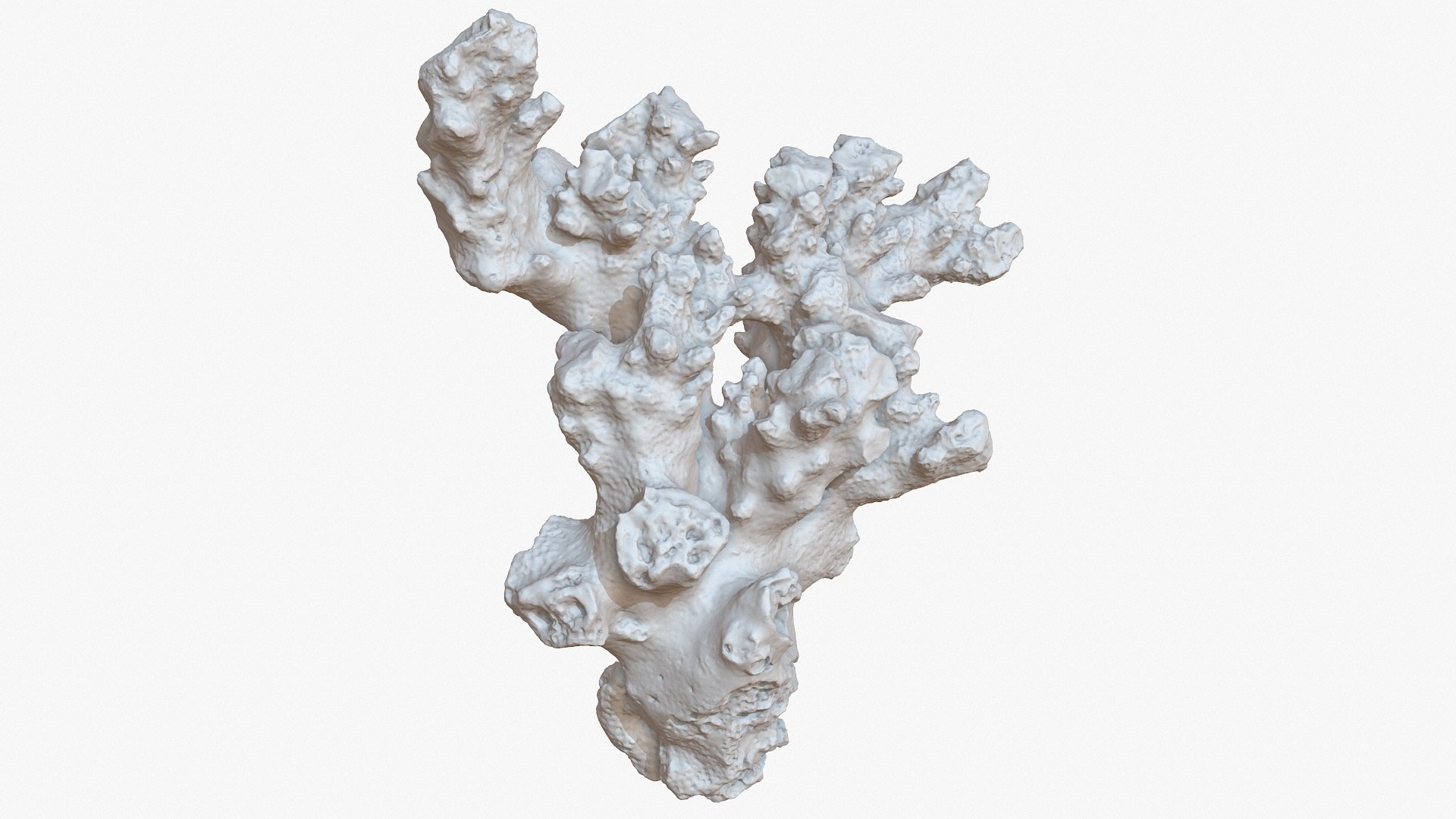 3D Coral 14 Raw Scan Model - TurboSquid 1196404