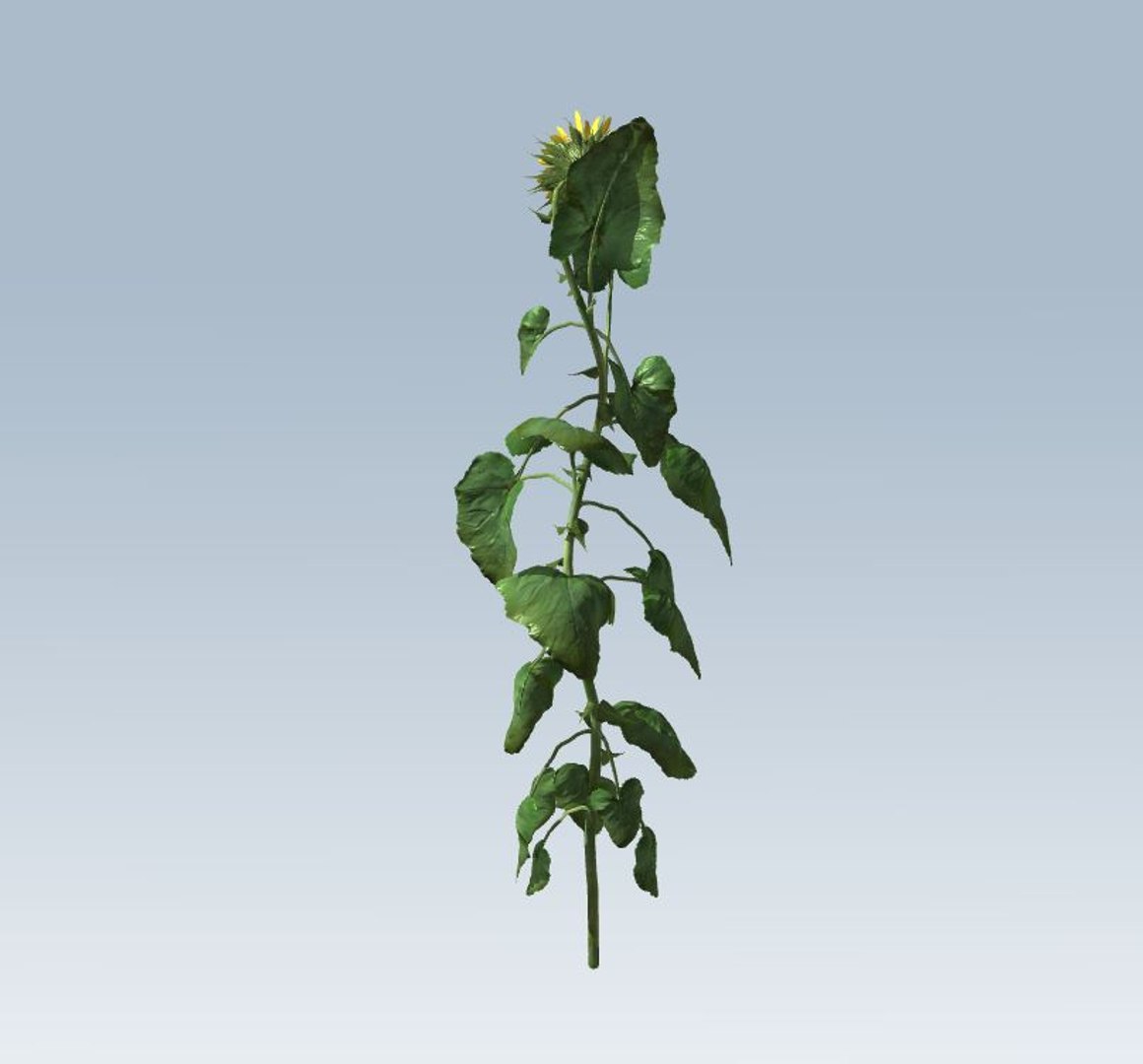 3D Flower Sun Sunflower Model - TurboSquid 1355421