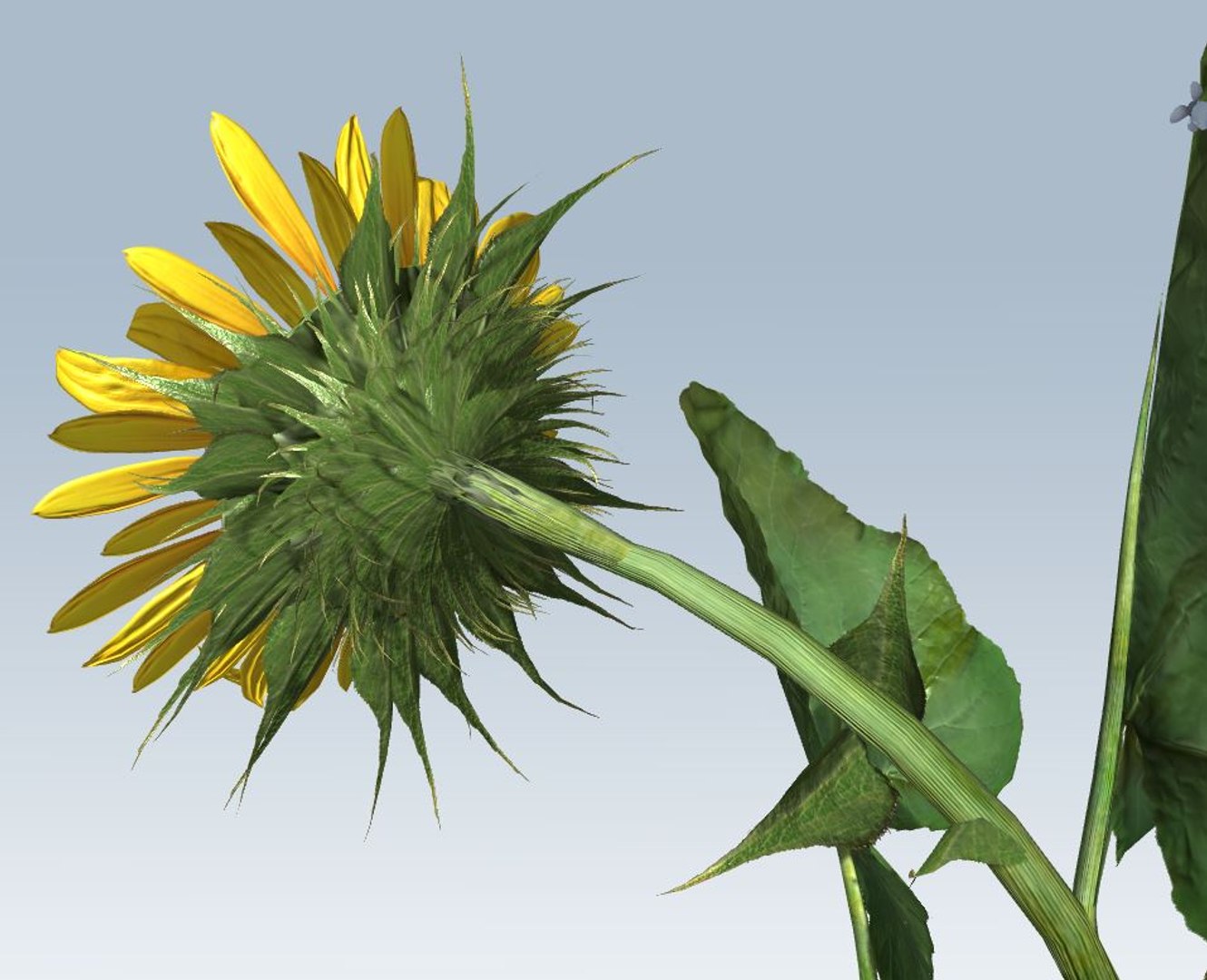 3D Flower Sun Sunflower Model - TurboSquid 1355421