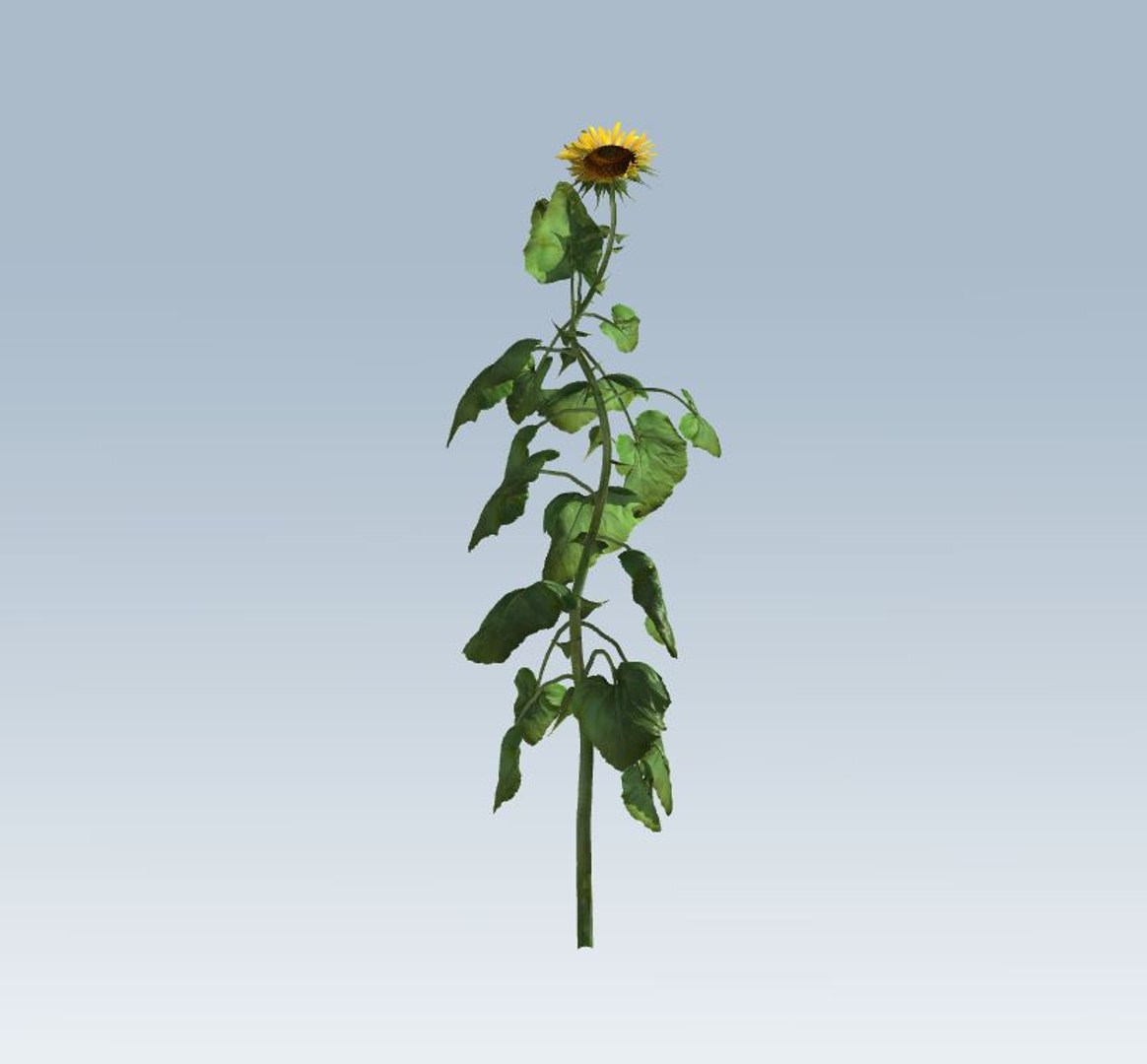 3D Flower Sun Sunflower Model - TurboSquid 1355421