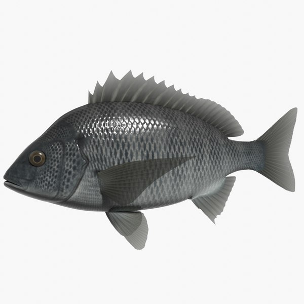 max goliath grouper